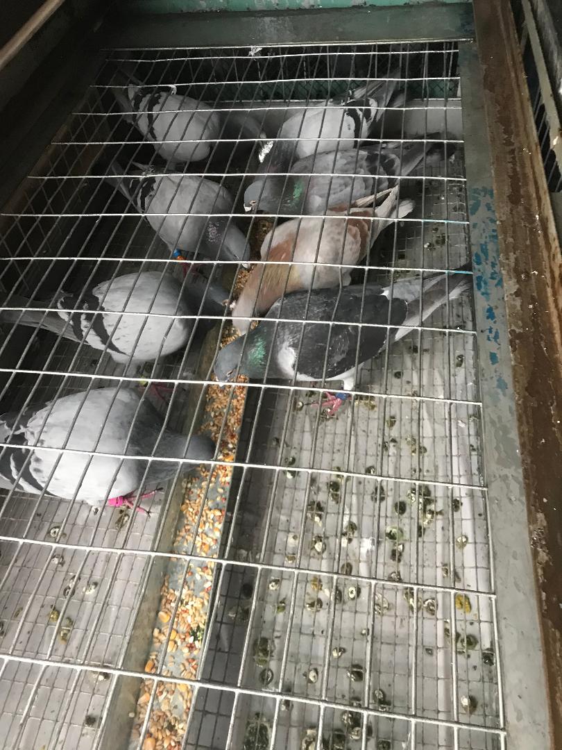 Central Cumberland Racing Pigeon Federation