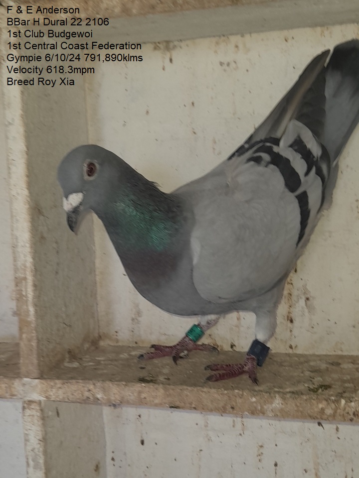 Central Coast Racing Pigeon Federation: 2024 Fed & Club Winners
