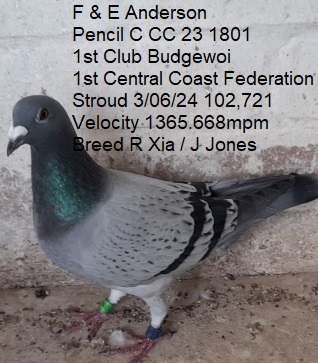 Central Coast Racing Pigeon Federation: 2024 Fed & Club Winners