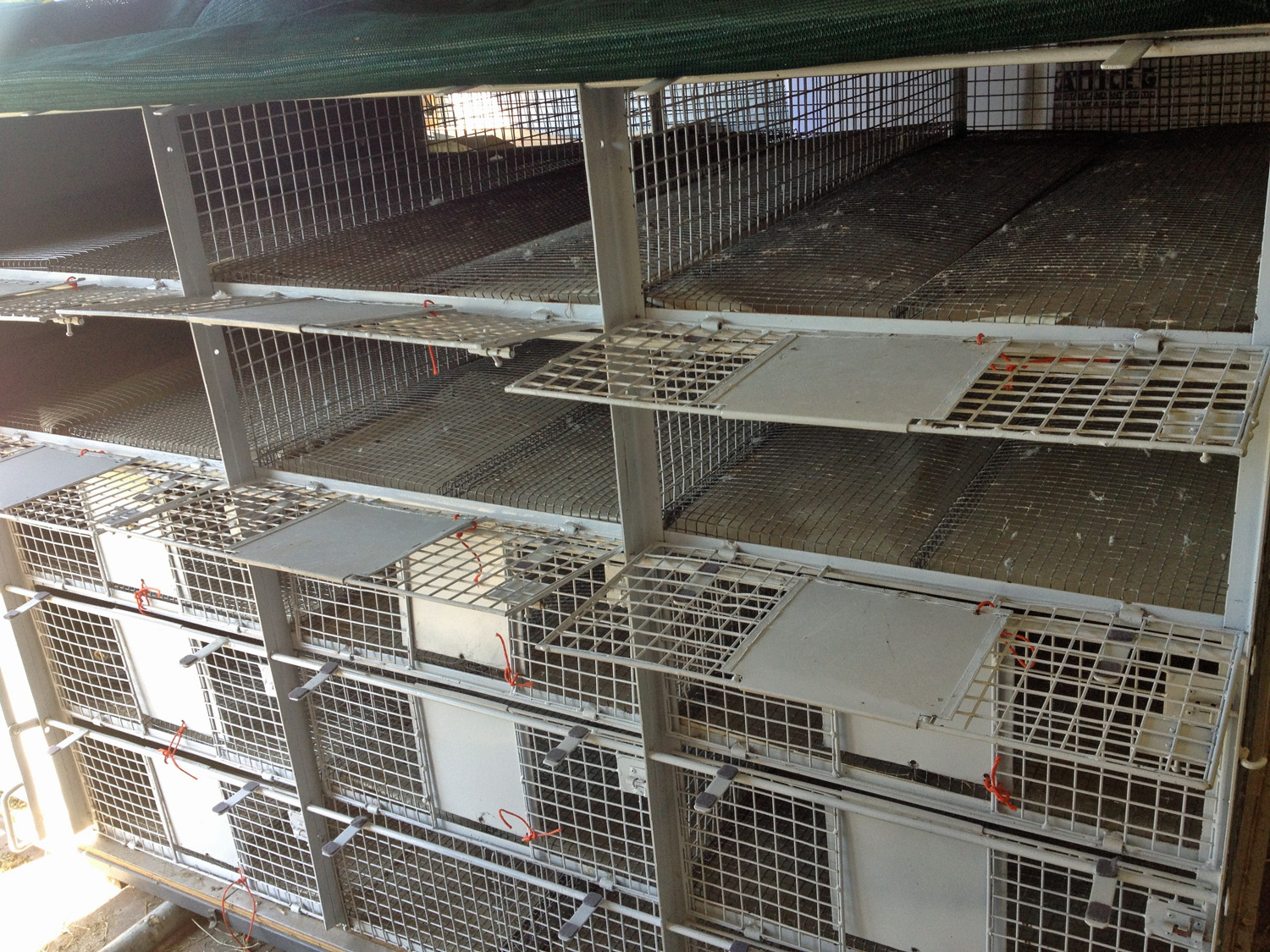 South Coast Pigeon Federation